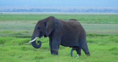 five-legged-elephant-390x205 | The Mad Traveler